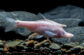 New Fish Species Has Mysterious Horn-Like Structure on the Back of Its ...