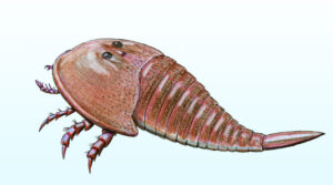 New Species of Giant Sea Scorpion Unearthed in New Mexico | Sci.News