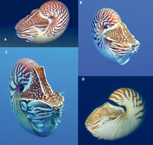 Marine Biologists Identify Three New Nautilus Species | Sci.News