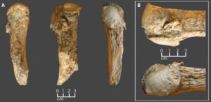 13,900-Year-Old Projectile Point Found in Washington | Sci.News