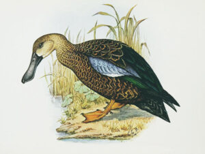 Paleontologist Discovers New Species of Prehistoric Duck in Ukraine ...