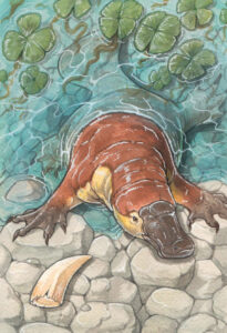 Ancient Relative of Platypus Lived in South America 70 Million Years ...