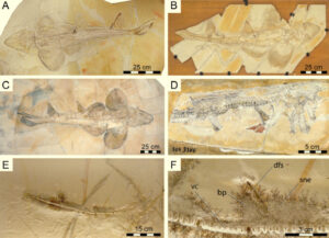 Paleontologists Redescribe Enigmatic Jurassic Shark Species | Sci.News
