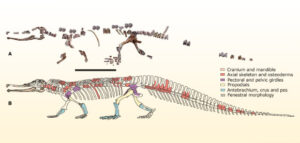 Fossils of Giant Phytosaur Unearthed in India | Sci.News