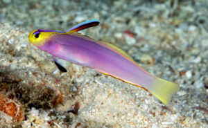 Colorful New Species of Dartfish Discovered in Pacific Ocean | Sci.News