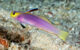 Colorful New Species of Dartfish Discovered in Pacific Ocean | Sci.News