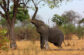 African Elephants Use Their Acute Sense of Smell as Form of ...