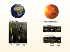 Genetically Modified Rice Could Actually Grow in Martian Regolith, New ...