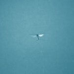 Newly-Developed Insect-Scale Robot Can Fly Fully in All Directions ...