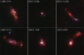 Star-Forming Galaxies Reionized Early Universe, Astronomers Say | Sci.News
