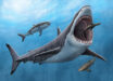 Megalodon May Have Been More Slender than Previously Thought | Sci.News