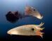 Jurassic Vampire Squid Had Ink Sac and Luminous Organs | Sci.News