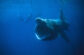 Basking Sharks are Partially Warm-Blooded, New Research Suggests | Sci.News