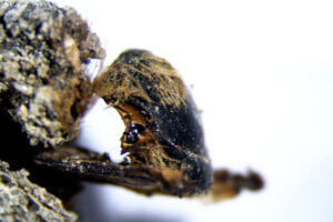 3,000-Year-Old Fossilized Bees Found in Portugal | Sci.News
