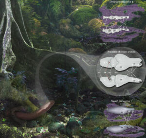 Researchers Shed New Light on Enigmatic Early Evolution of Snakes | Sci ...