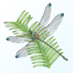 202-Million-Year-Old Damsel-Dragonfly Fossil Unearthed in UK | Sci.News