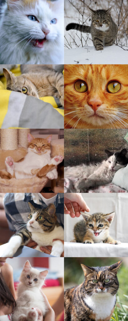 Study: Domestic Cats Have 276 Distinct Facial Expressions | Sci.News