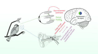 Eye Movements Can Be Decoded by Sounds They Generate in Ears, Study ...