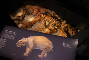 Several Diprotodon Skeletons Discovered in Australia | Sci.News