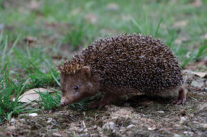 New Species of Forest Hedgehog Discovered in China | Sci.News