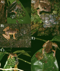 New Species of Tiny Fanged Frog Discovered in Indonesia | Sci.News