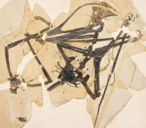 New Species of Toothless Pterosaur Discovered in China | Sci.News