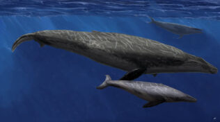 Baleen Whales First Evolved Large Body Size in Cold Southern Waters ...