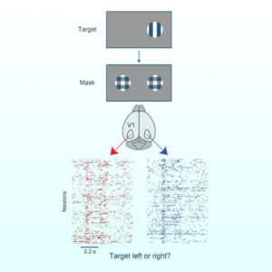 New Animal Study Sheds Light on ‘Visual Masking’ Phenomenon | Sci.News