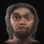 Face of Homo longi Reconstructed | Sci.News