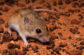 Two New Species of Native Mice Discovered in Australia | Sci.News