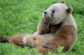 Scientists Solve Mystery of Brown Giant Pandas | Sci.News