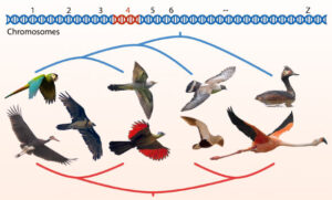 Scientists Create Largest and Most Detailed Bird Family Tree to Date ...