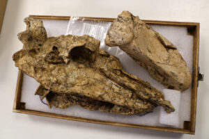 Well-Preserved Skull Fossil of Extinct Giant Bird Found in Australia ...