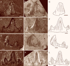New Species of Fossil Hybodontiform Shark Identified in Japan | Sci.News
