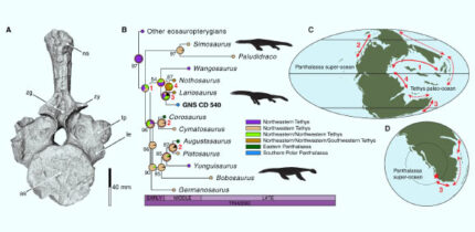 Unique Nothosaur Fossil Unearthed in New Zealand | Sci.News