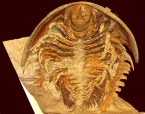 Exceptionally Preserved Fossils Reveal 3D Anatomy of Cambrian ...
