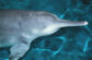 Extinct Long-Snouted Dolphins Already Possessed Narrow-Band High ...