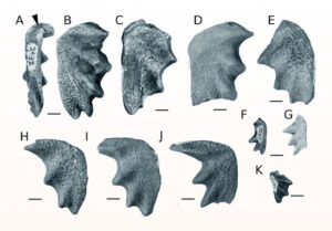 Triassic Lungfish Fossils Discovered in Zimbabwe | Sci.News