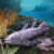 Devonian Coelacanth Fossil Unearthed in Australia | Sci.News