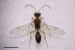 New Parasitic Wasp Species Discovered in Eastern US | Sci.News