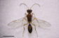 New Parasitic Wasp Species Discovered in Eastern US | Sci.News