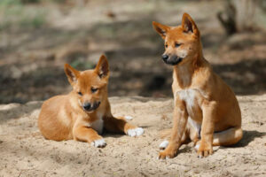 Dingoes Have Evolved from East Asian Dog-Like Ancestor: Study | Sci.News