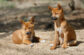 Dingoes Have Evolved from East Asian Dog-Like Ancestor: Study | Sci.News