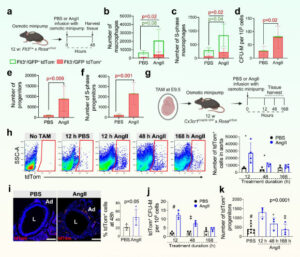 Researchers Discover New Type of Cell: EndoMac Progenitor | Sci.News