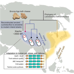 World’s Oldest Cheese Sheds Light on Origins of Kefir | Sci.News
