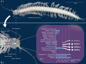 Toxins Found in Venom of Crustacean from Mayan Underwater Caves Have ...