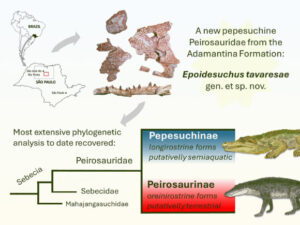 New Species of Gondwanan Notosuchian Identified in Brazil | Sci.News