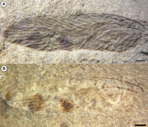 180-Million-Year-Old Cockroach Fossil Found in UK | Sci.News