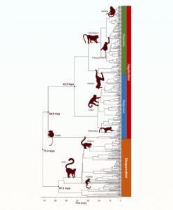 Researchers Unveil New Primate Family Tree | Sci.News