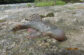 ‘Blob-Headed’ Catfish among New Species Discovered in Peru | Sci.News